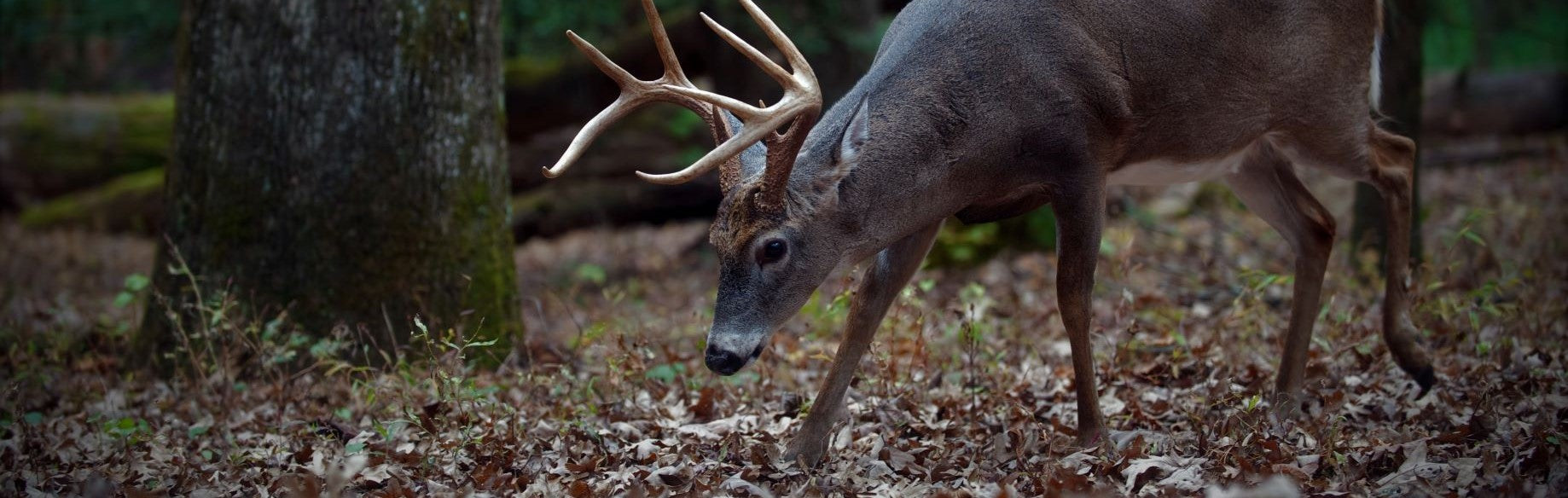 Kill Plot Package – Whitetail Hill Chestnuts