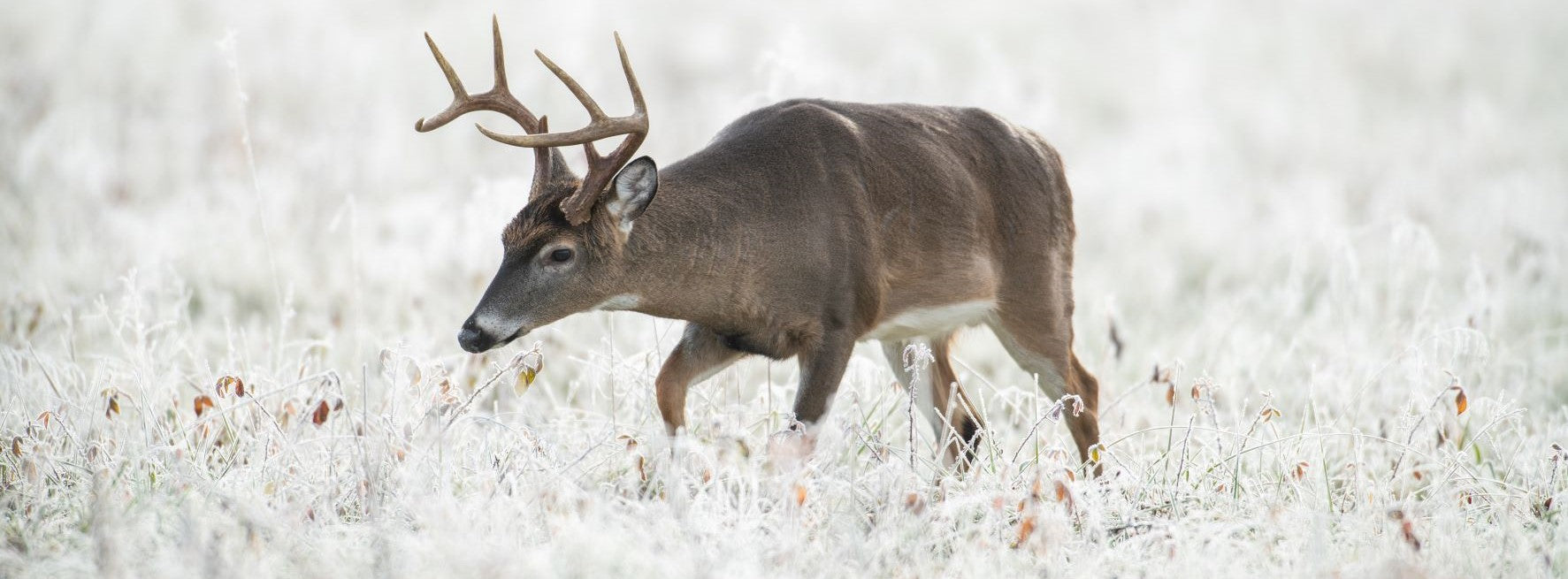 Trees for the Far North (Zone 3) – Whitetail Hill Chestnuts