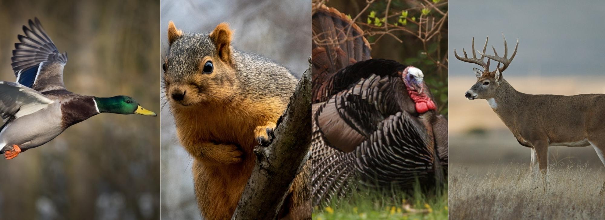 All Wildlife Package – Whitetail Hill Chestnuts