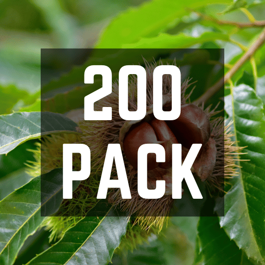Hybrid Chestnut Bulk Pack (200 Trees) – Whitetail Hill Chestnuts
