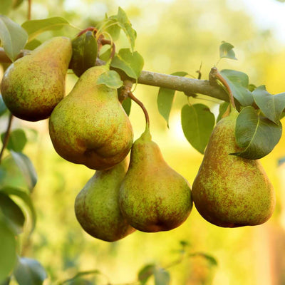 Whitetail Hill Deer Pear™ – Whitetail Hill Chestnuts
