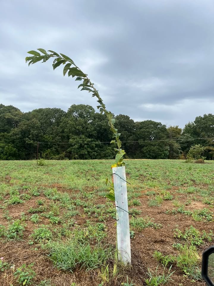 Tree Pro Grow Tubes – Whitetail Hill Chestnuts