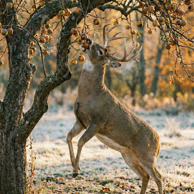 Whitetail Hill Deer Pear™ – Whitetail Hill Chestnuts