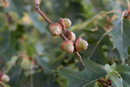 Red Oak – Whitetail Hill Chestnuts