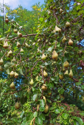 Whitetail Hill Deer Pear™ – Whitetail Hill Chestnuts