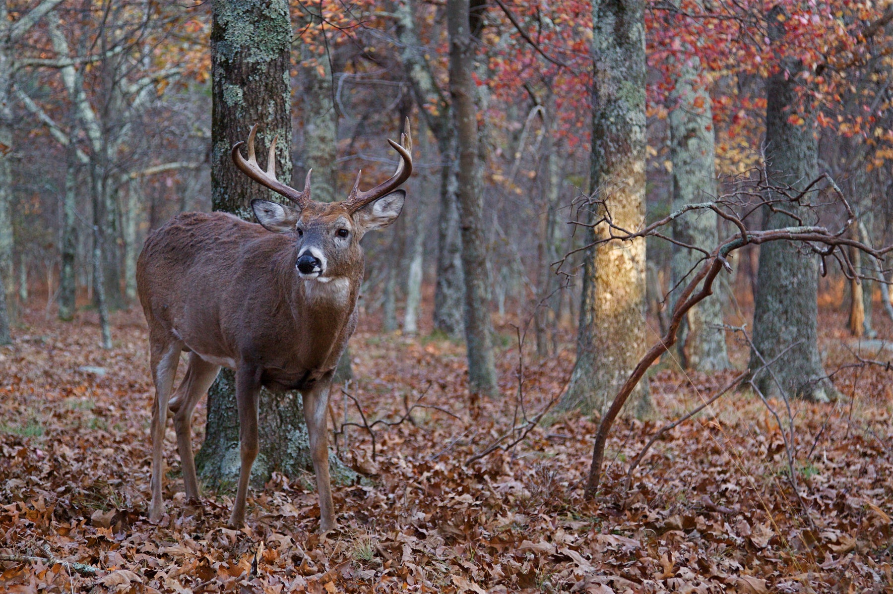 Shop – Whitetail Hill Chestnuts