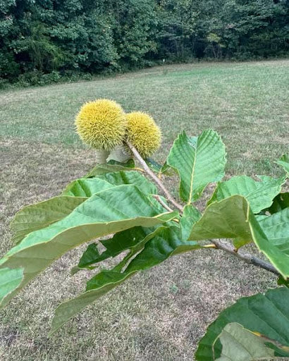 Whitetail Hill Deer Pear™ – Whitetail Hill Chestnuts