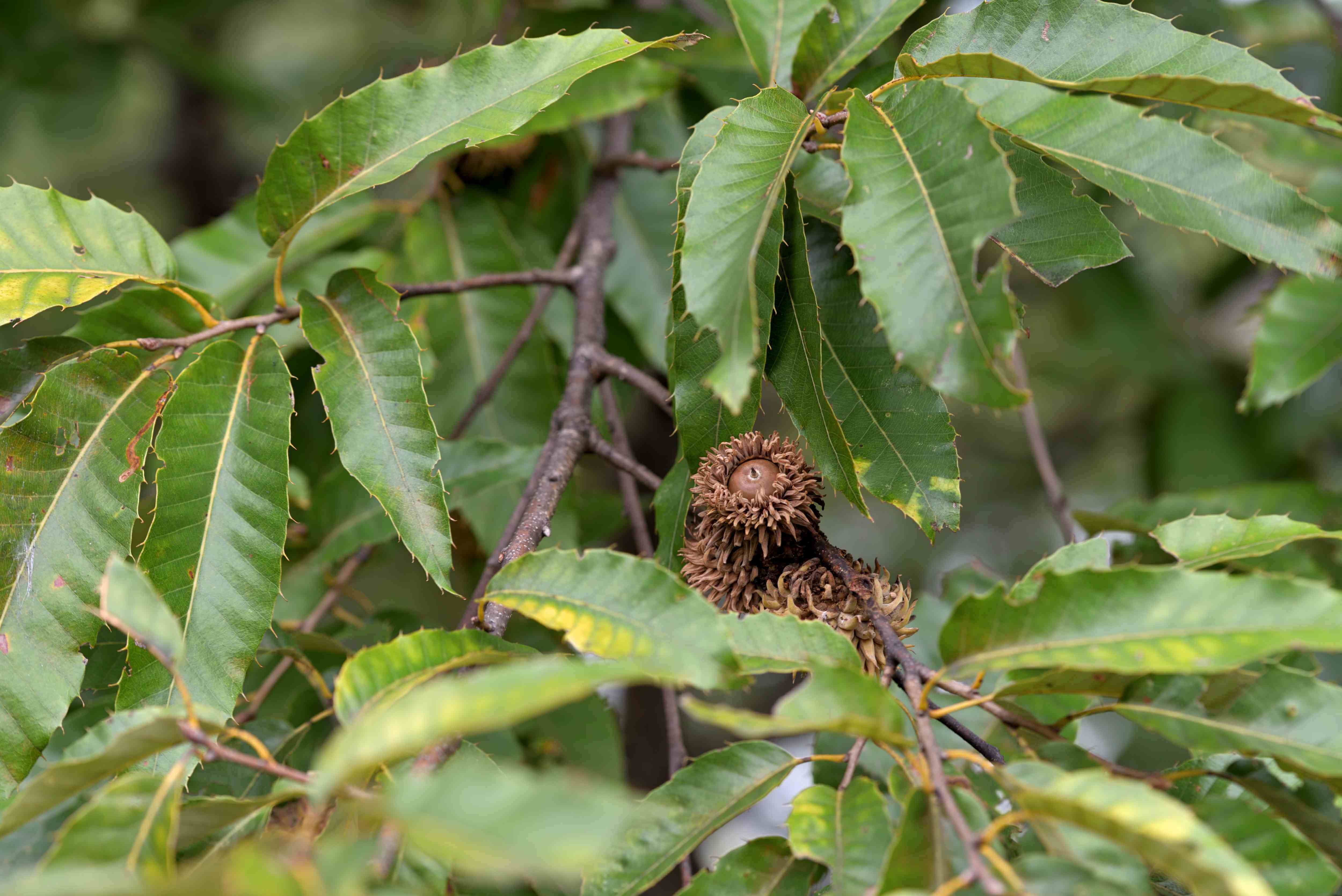 Sawtooth Oak – Whitetail Hill Chestnuts