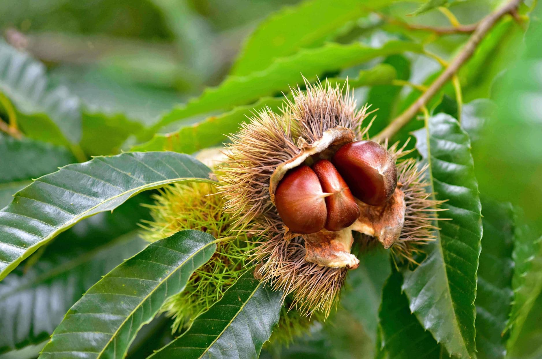 Hybrid Chestnut – Whitetail Hill Chestnuts