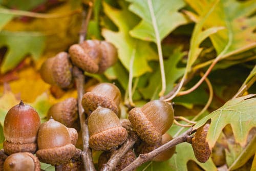 Nuttall Oak – Whitetail Hill Chestnuts