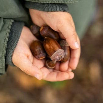 Swamp Chestnut Oak – Whitetail Hill Chestnuts