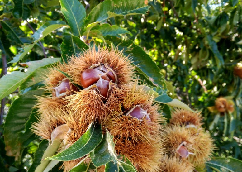 Late Drop Hybrid Chestnut – Whitetail Hill Chestnuts